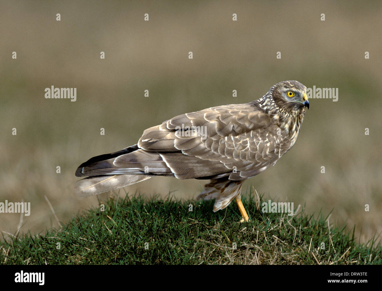Circus cyaneus close up hi-res stock photography and images - Alamy