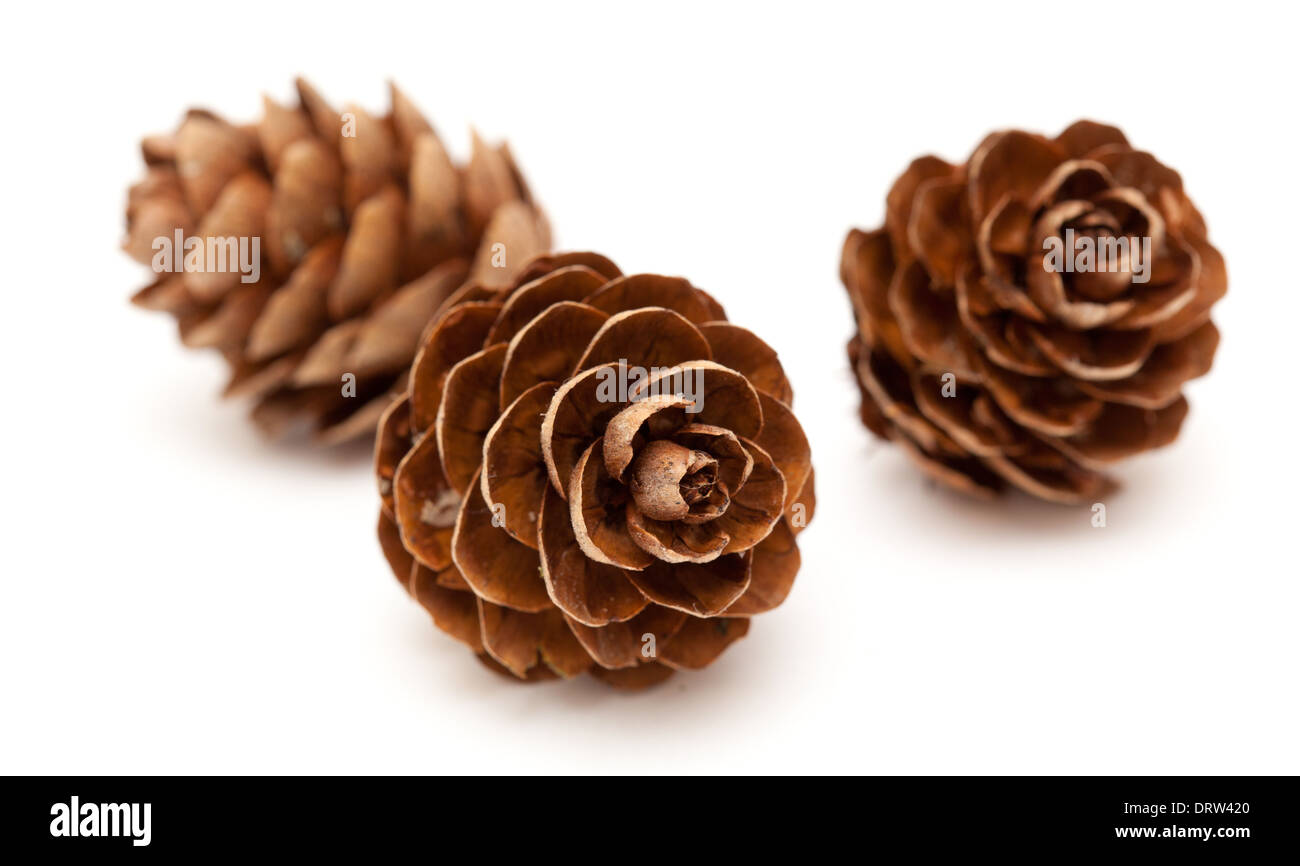 larch tree cones isolated on white background Stock Photo - Alamy