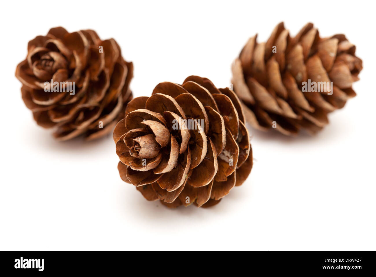 larch tree cones isolated on white background Stock Photo - Alamy