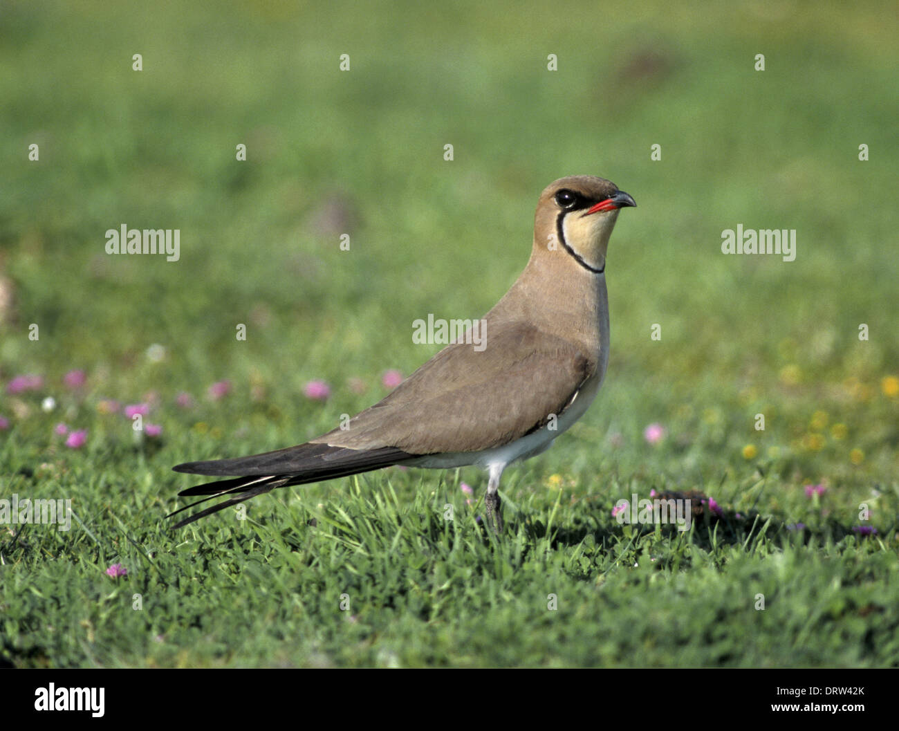 Collared Pratincole - Glareola pratincola Stock Photo - Alamy