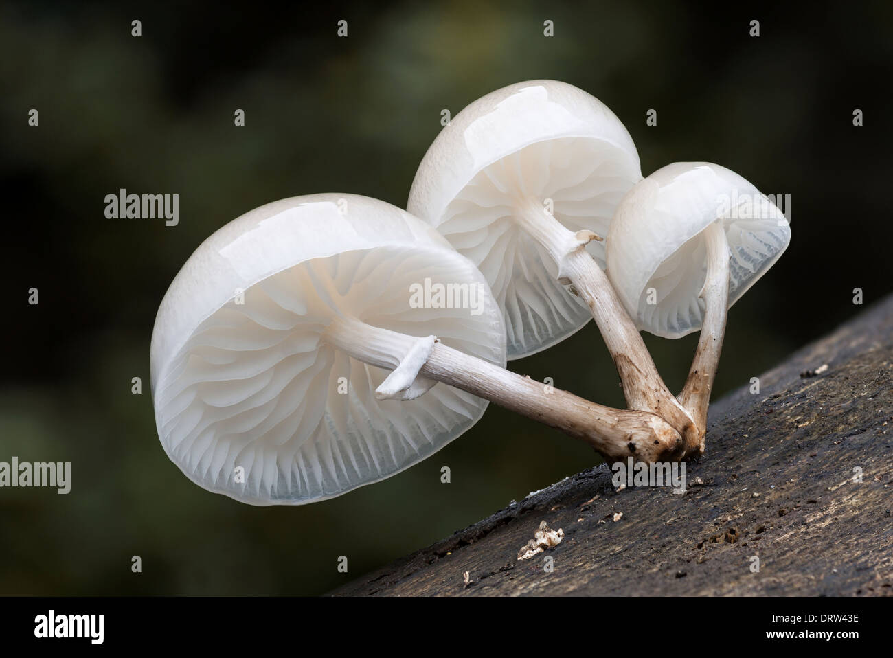 Porcelain Fungus (Oudemansiella mucida Stock Photo - Alamy