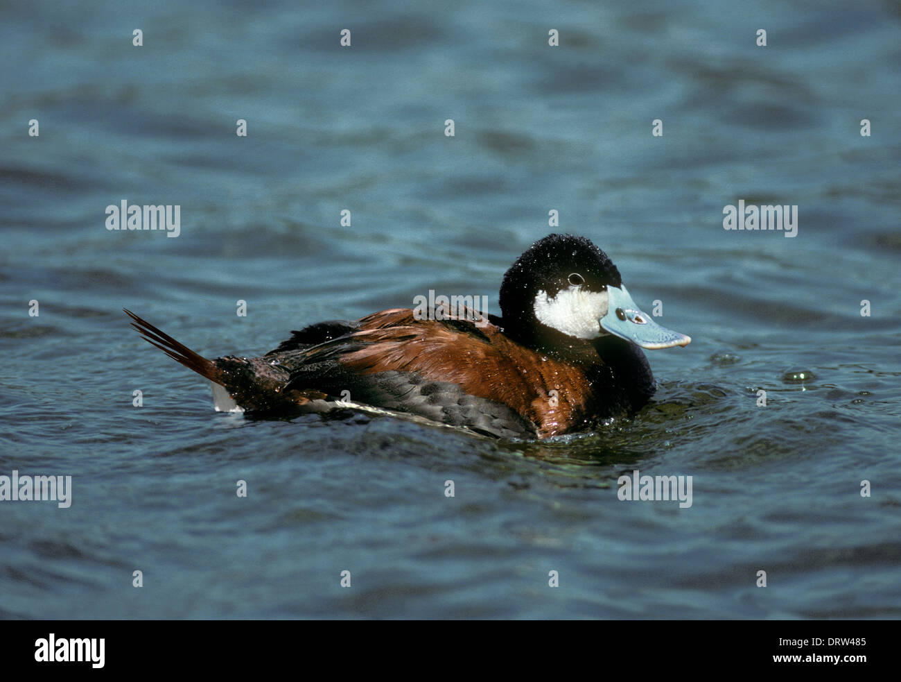 British ruddy duck hi-res stock photography and images - Alamy