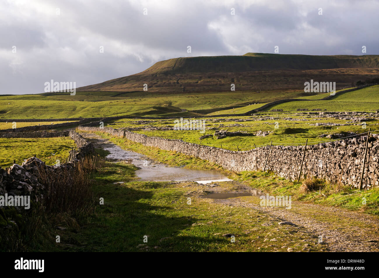 Yorkshire Dales path looking towards Ingleborough from Selside Stock ...