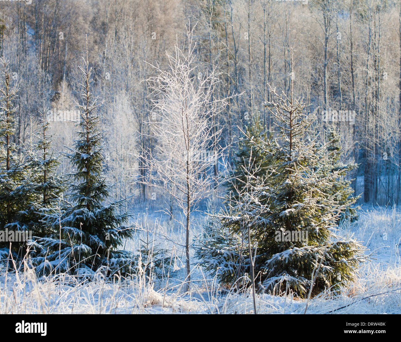 Dead spruce trees in winter hi-res stock photography and images - Alamy