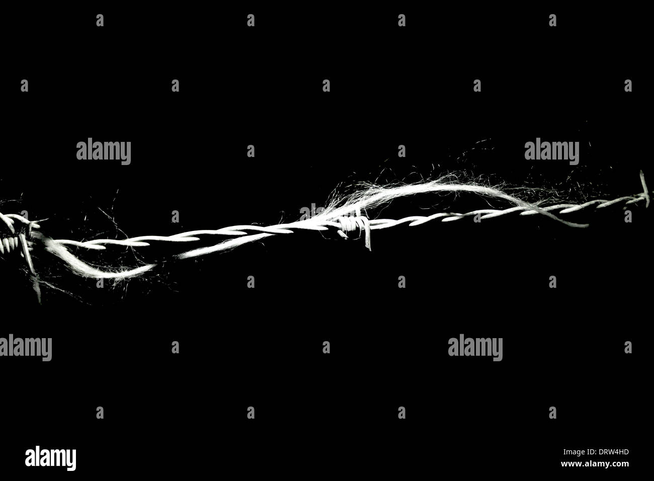 Barbed wire with fur caught on it Stock Photo - Alamy