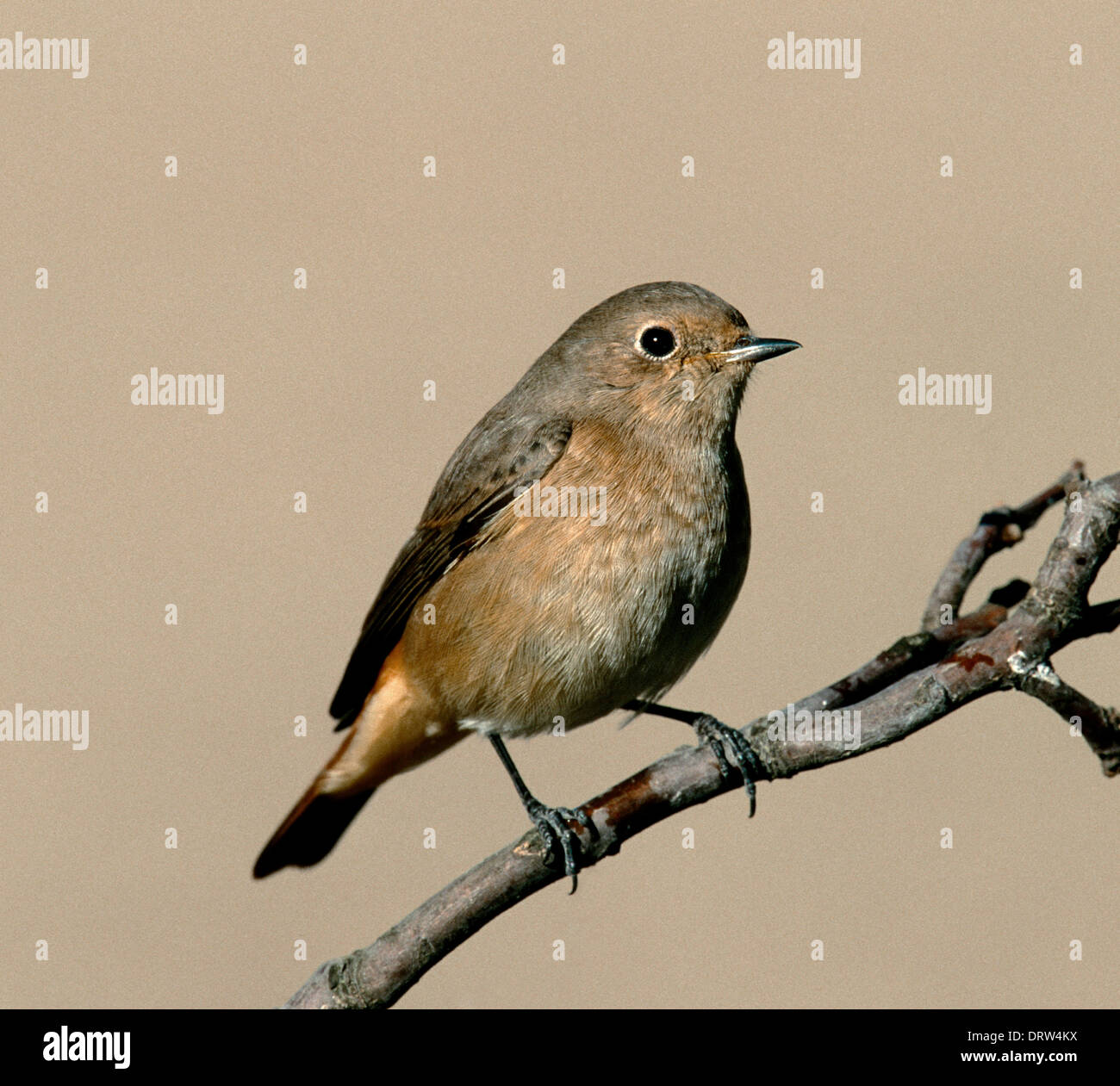 American Redstart - Female - Setophaga ruticilla Stock Photo - Alamy