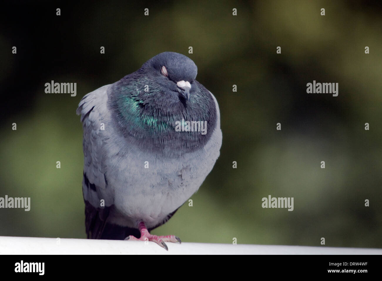 Pigeon standing on one foot and sleeping on a park bench in Stavanger ...