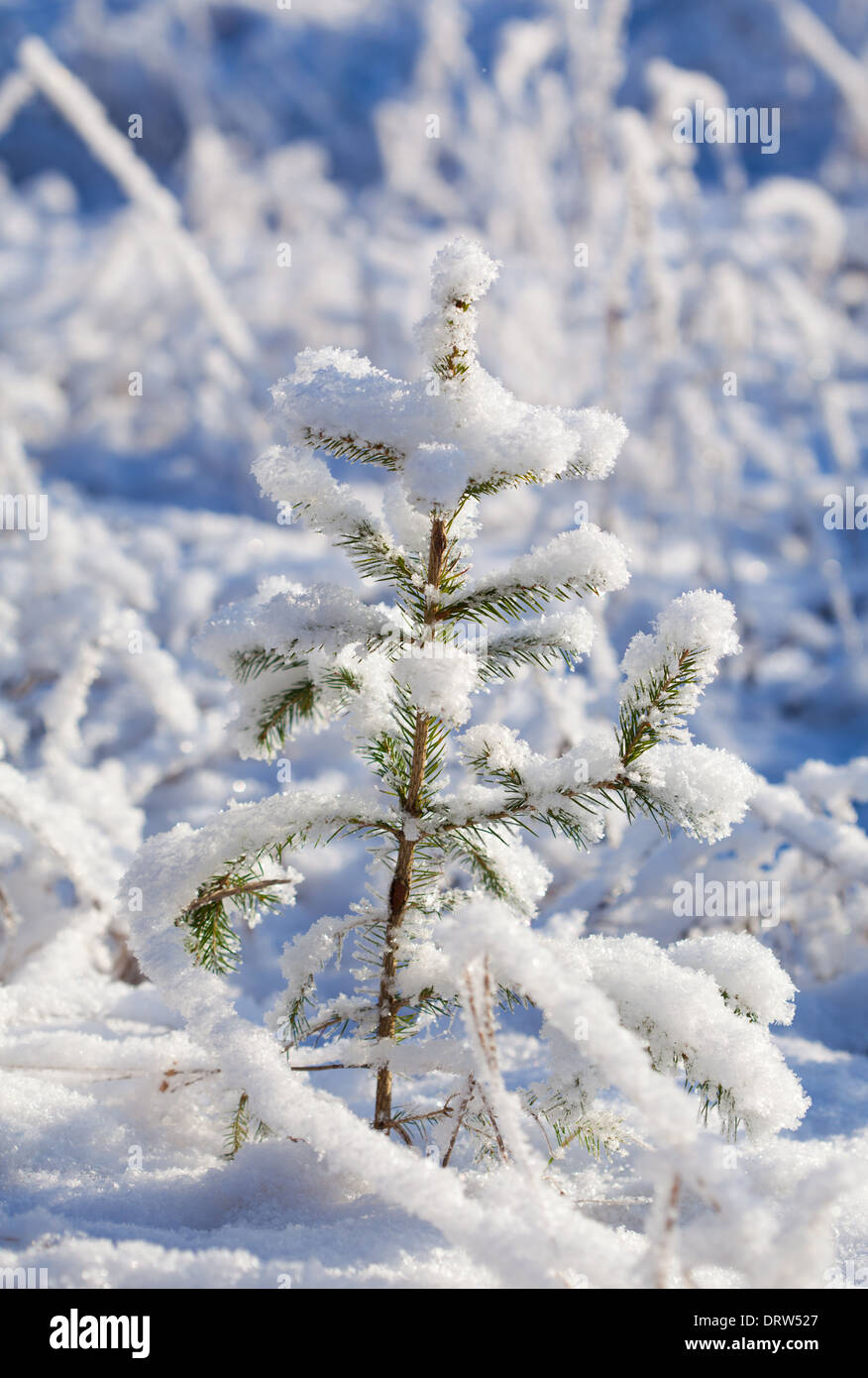 One snow drop hi-res stock photography and images - Alamy