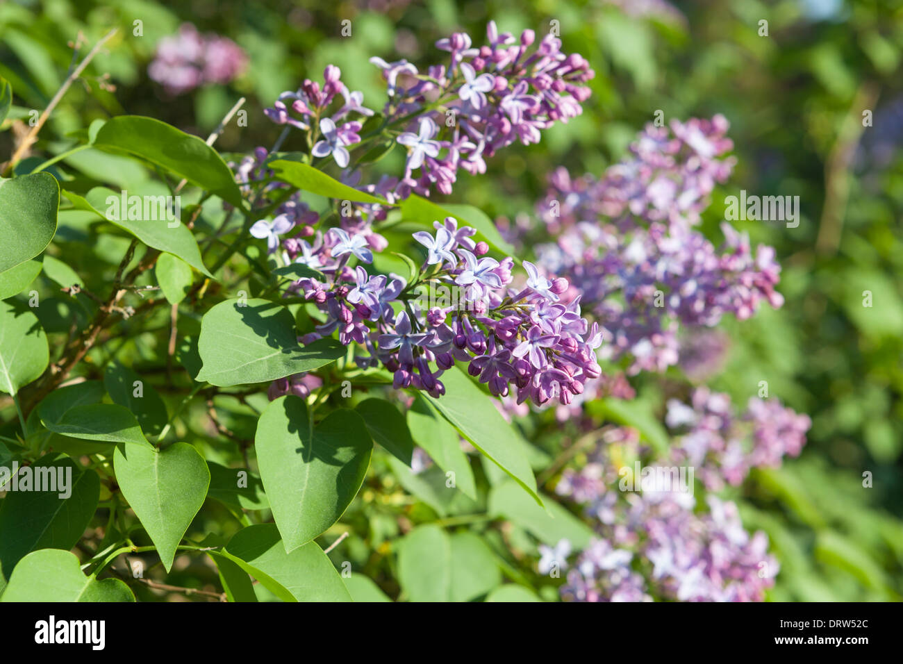 Lilac color flowers hi-res stock photography and images - Alamy