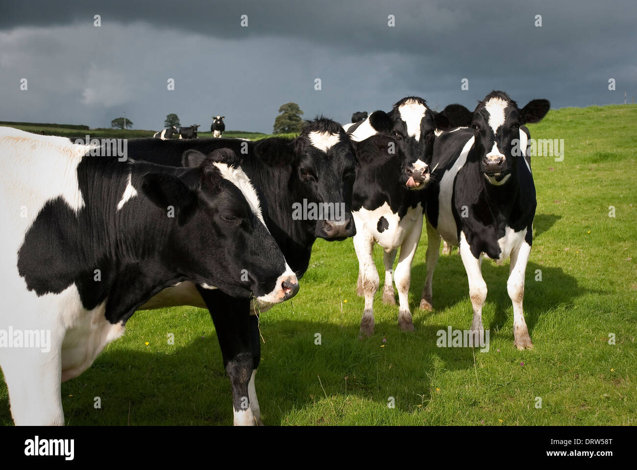 Holstein cows in pasture, Wales, UK Stock Photo - Alamy
