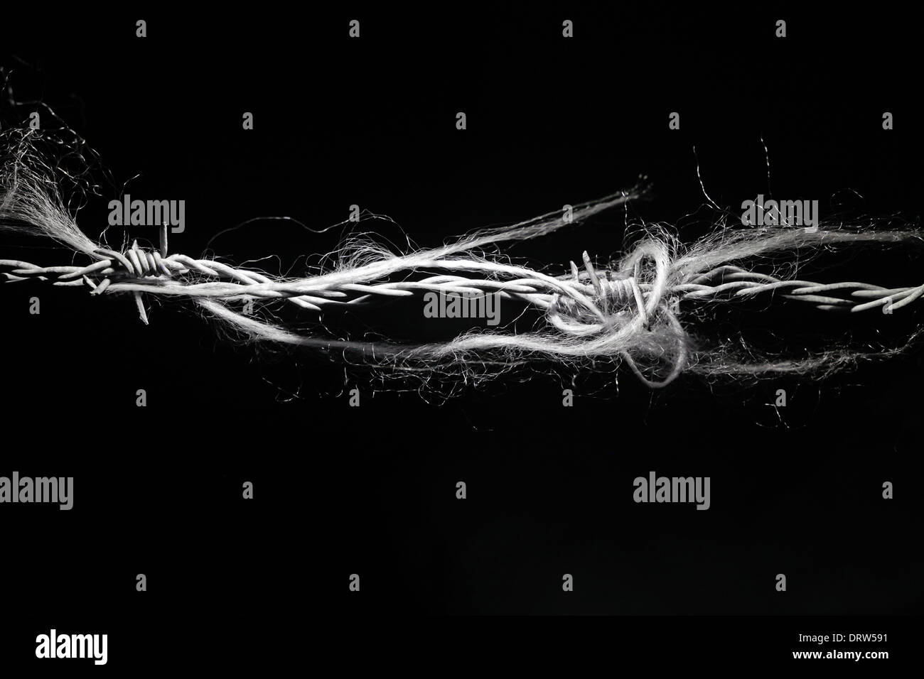 Barbed wire with fur caught on it Stock Photo - Alamy