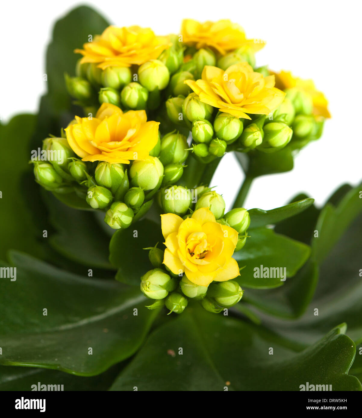 Kalanchoe plant hi-res stock photography and images - Alamy