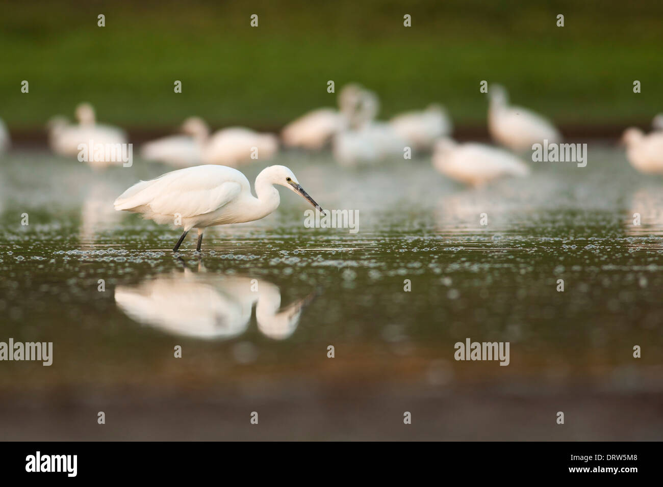 Little egret (Egretta garzetta) wading in a pool Stock Photo - Alamy