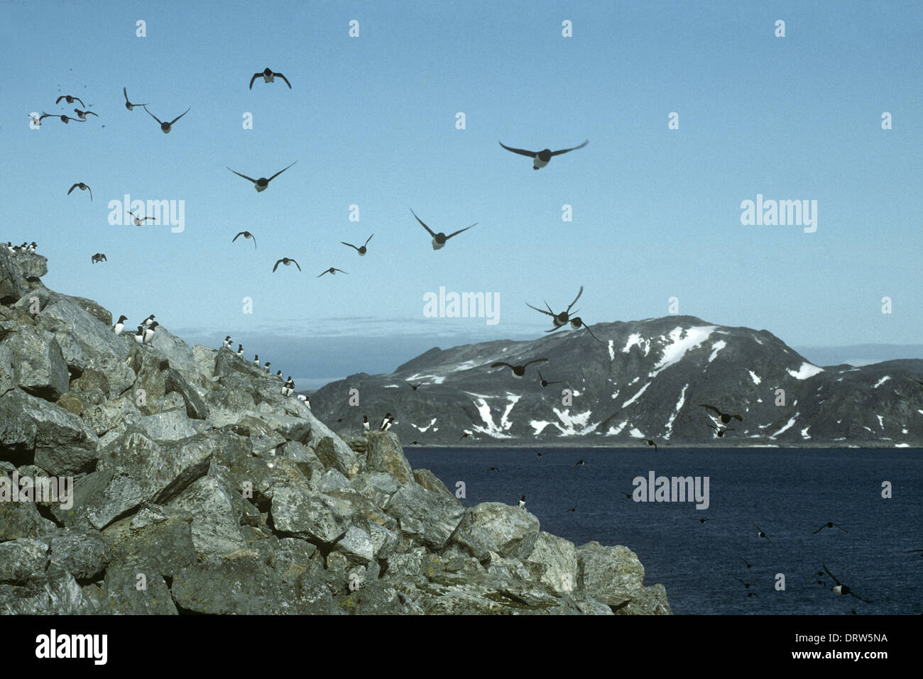 Little auks migration hi-res stock photography and images - Alamy