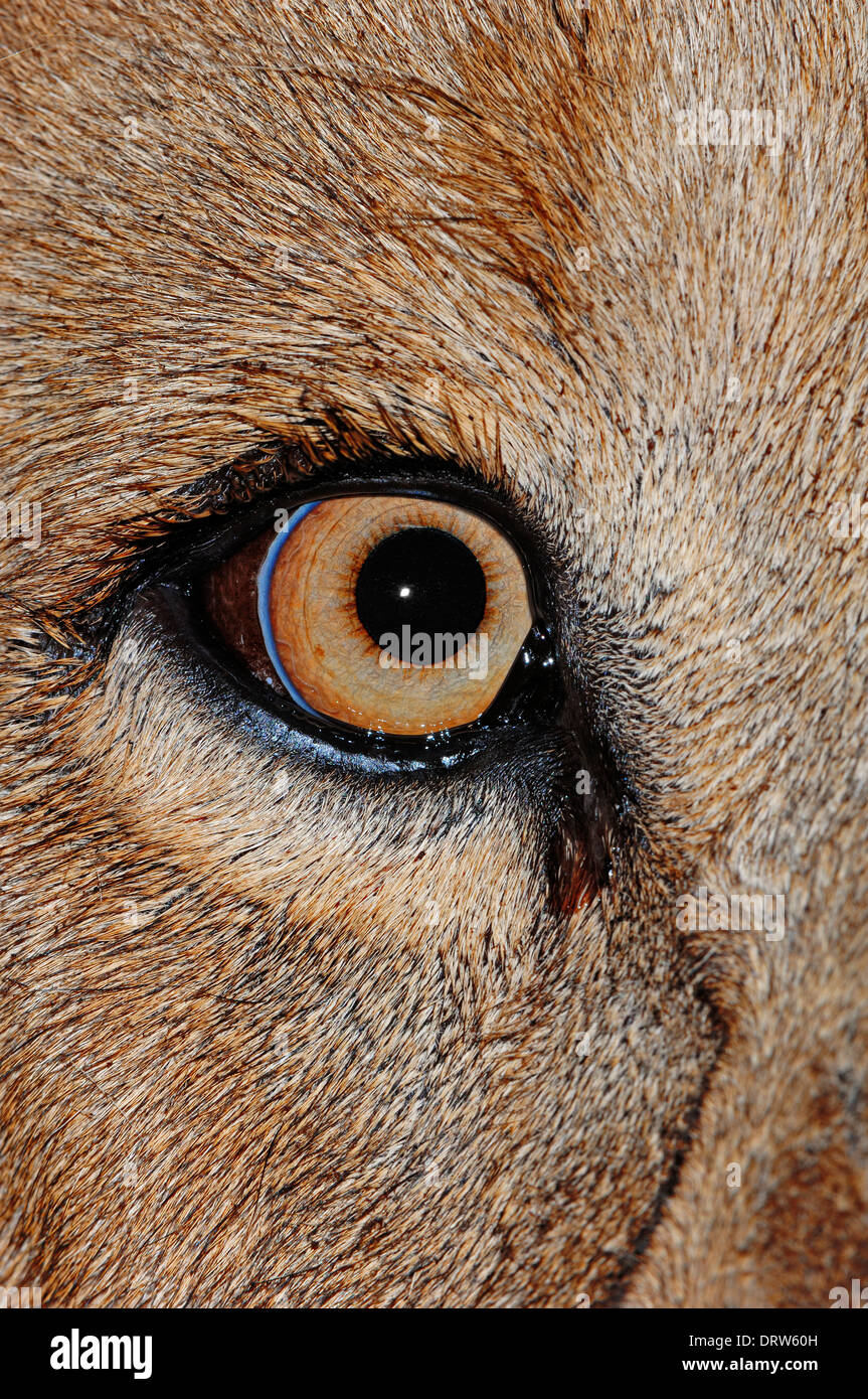African Lion, eye (Panthera leo Stock Photo - Alamy