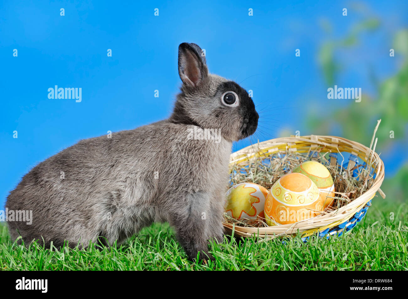 Farbenzwerg marder blau hauskaninchen hi-res stock photography and ...