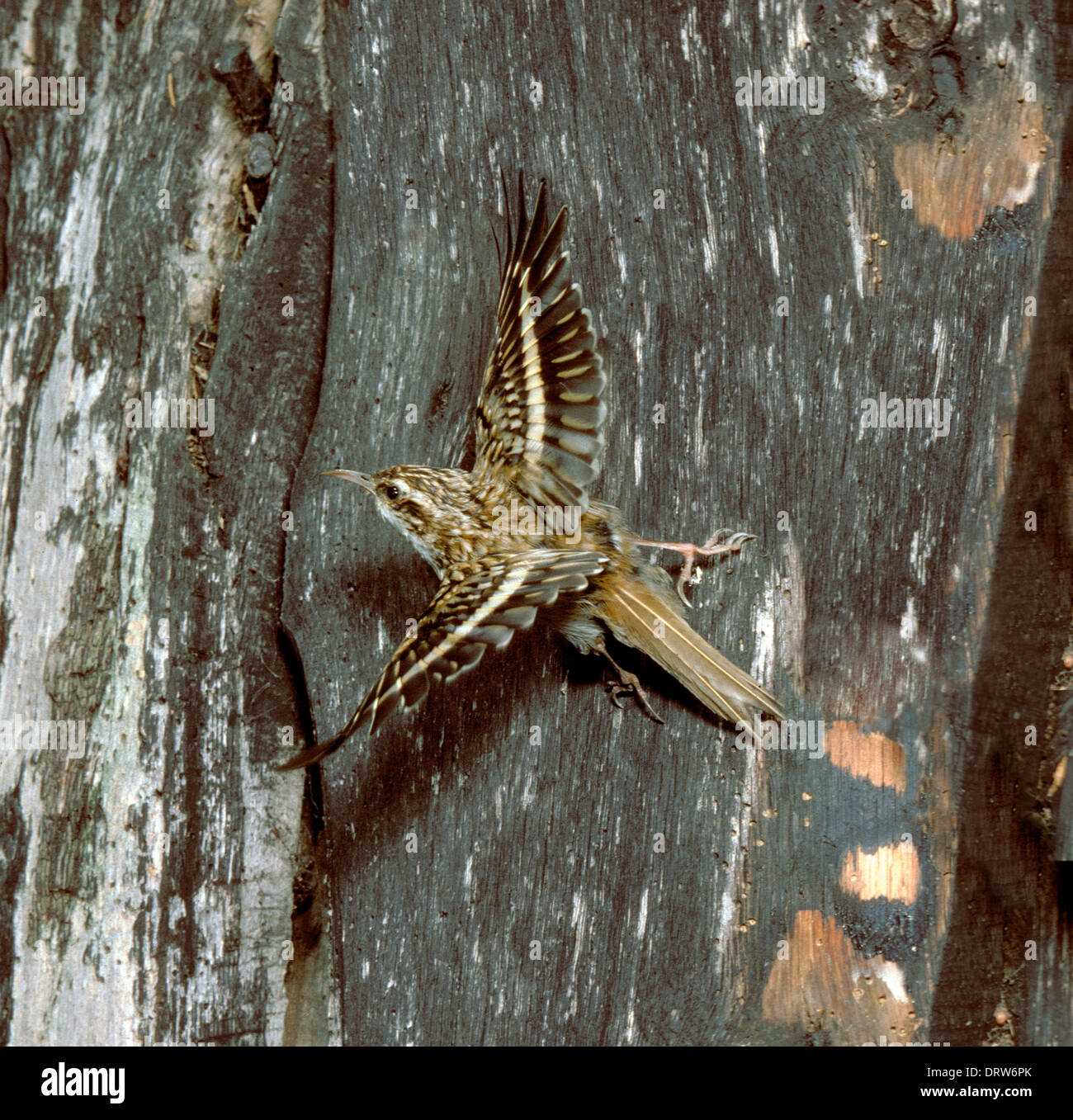 Treecreeper flight hi-res stock photography and images - Alamy