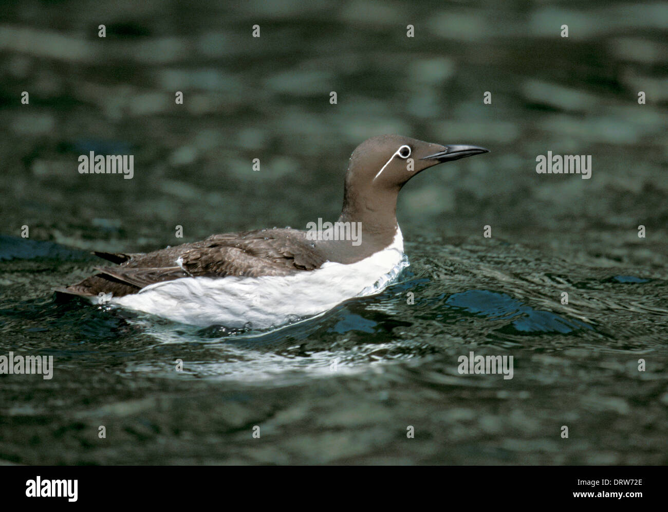 Uria aalge swim hi-res stock photography and images - Alamy