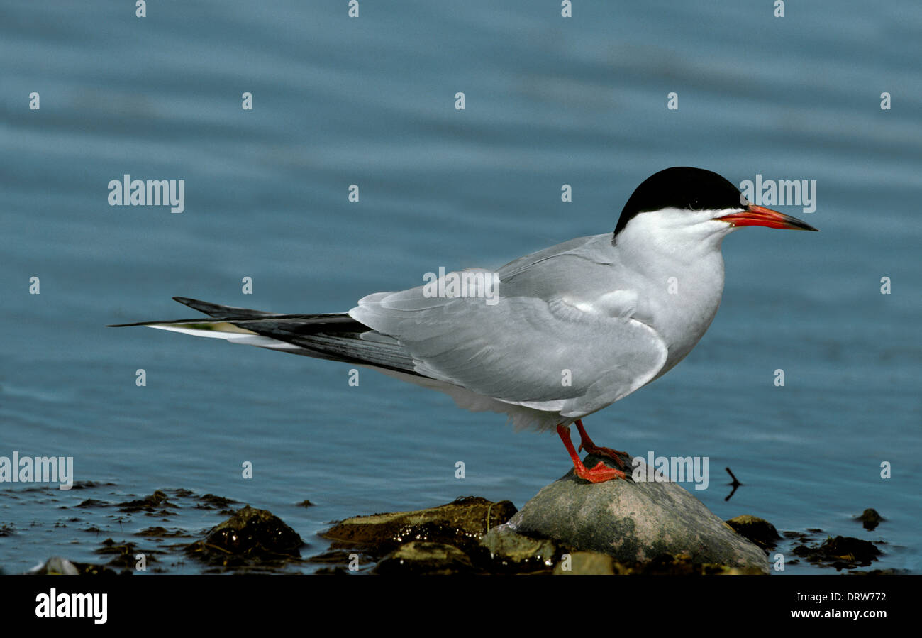 Common Tern Sterna hirundo Stock Photo - Alamy