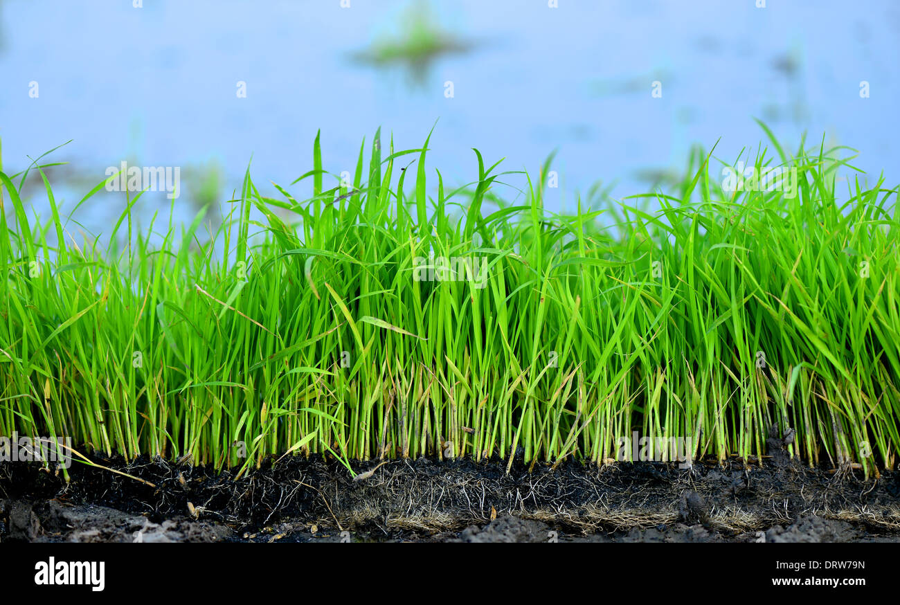 Green rice field seedlings hi-res stock photography and images - Alamy