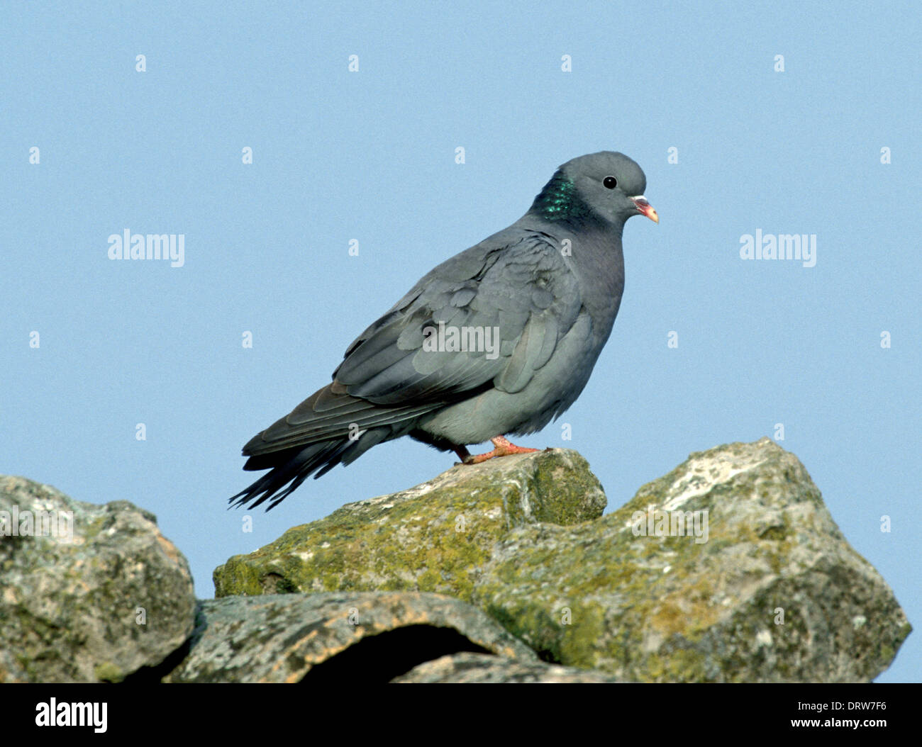 Stock Dove Columba oenas Stock Photo - Alamy