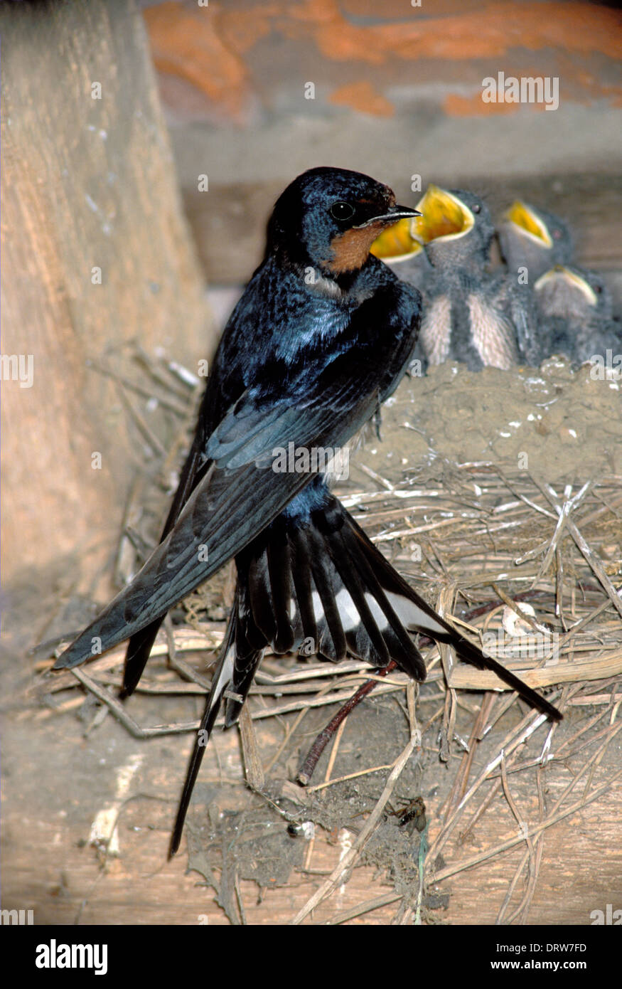 Swallow at nest hi-res stock photography and images - Alamy