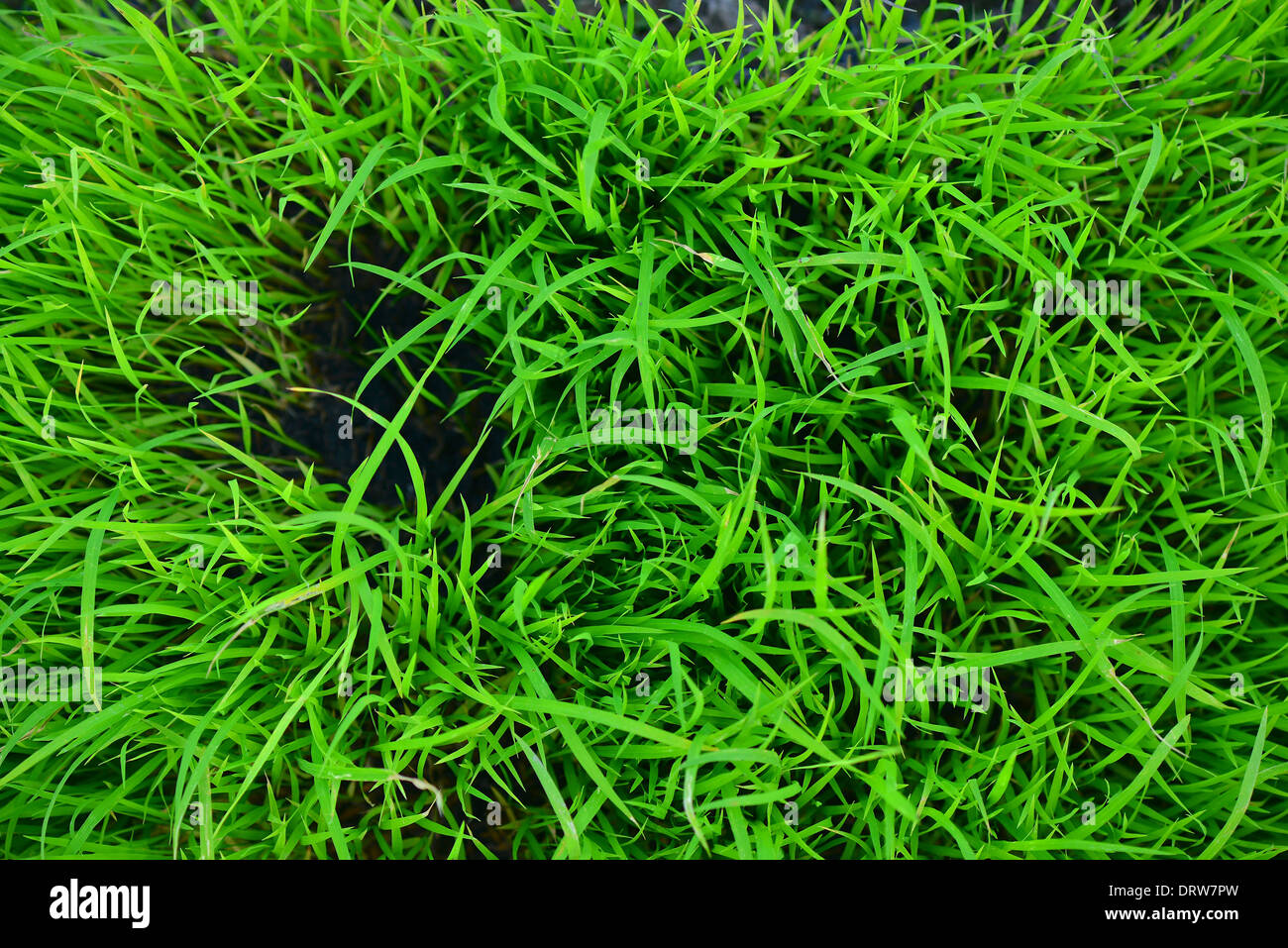Rice grass hi-res stock photography and images - Alamy