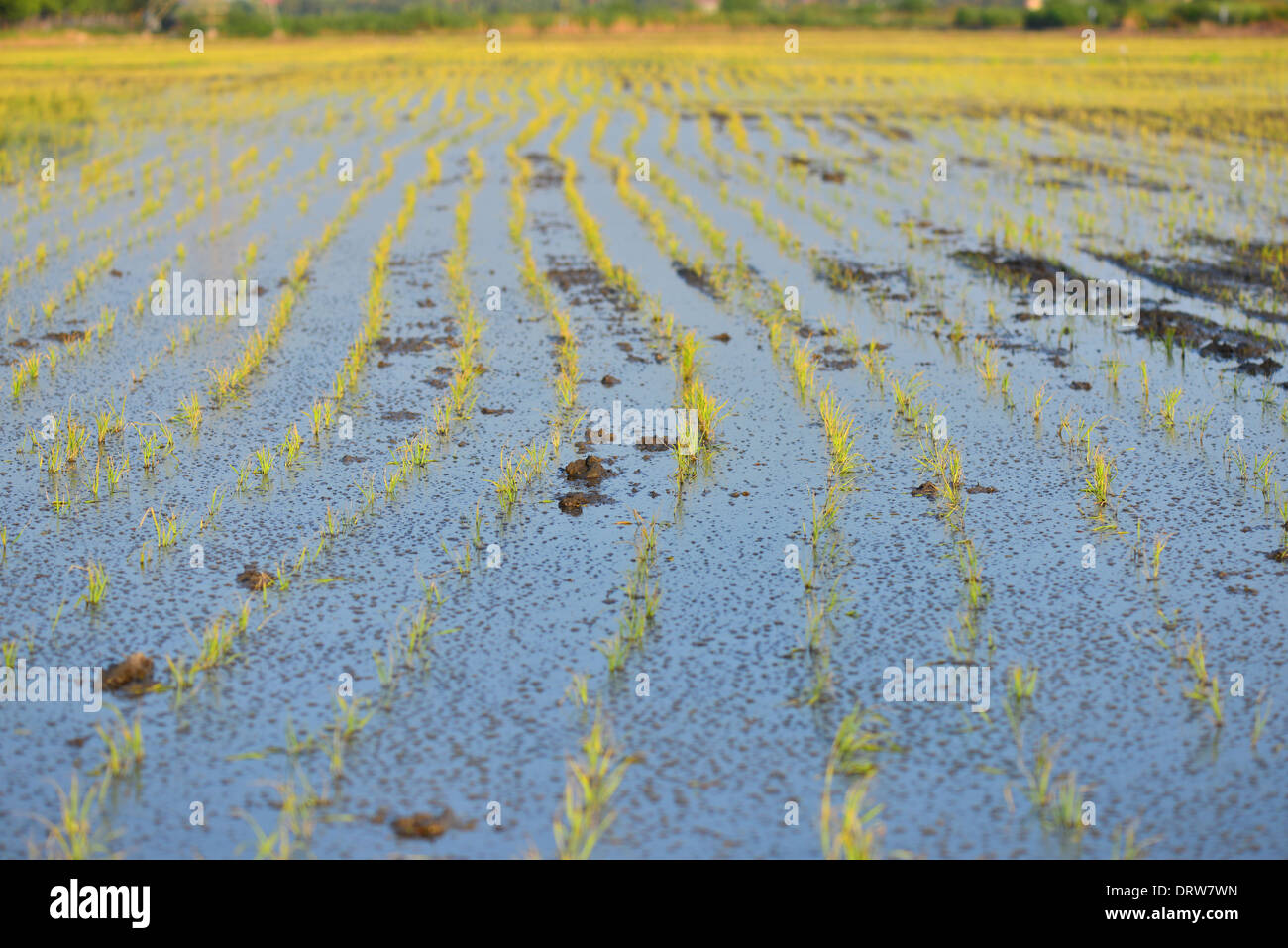 Rice plant seedling hi-res stock photography and images - Alamy