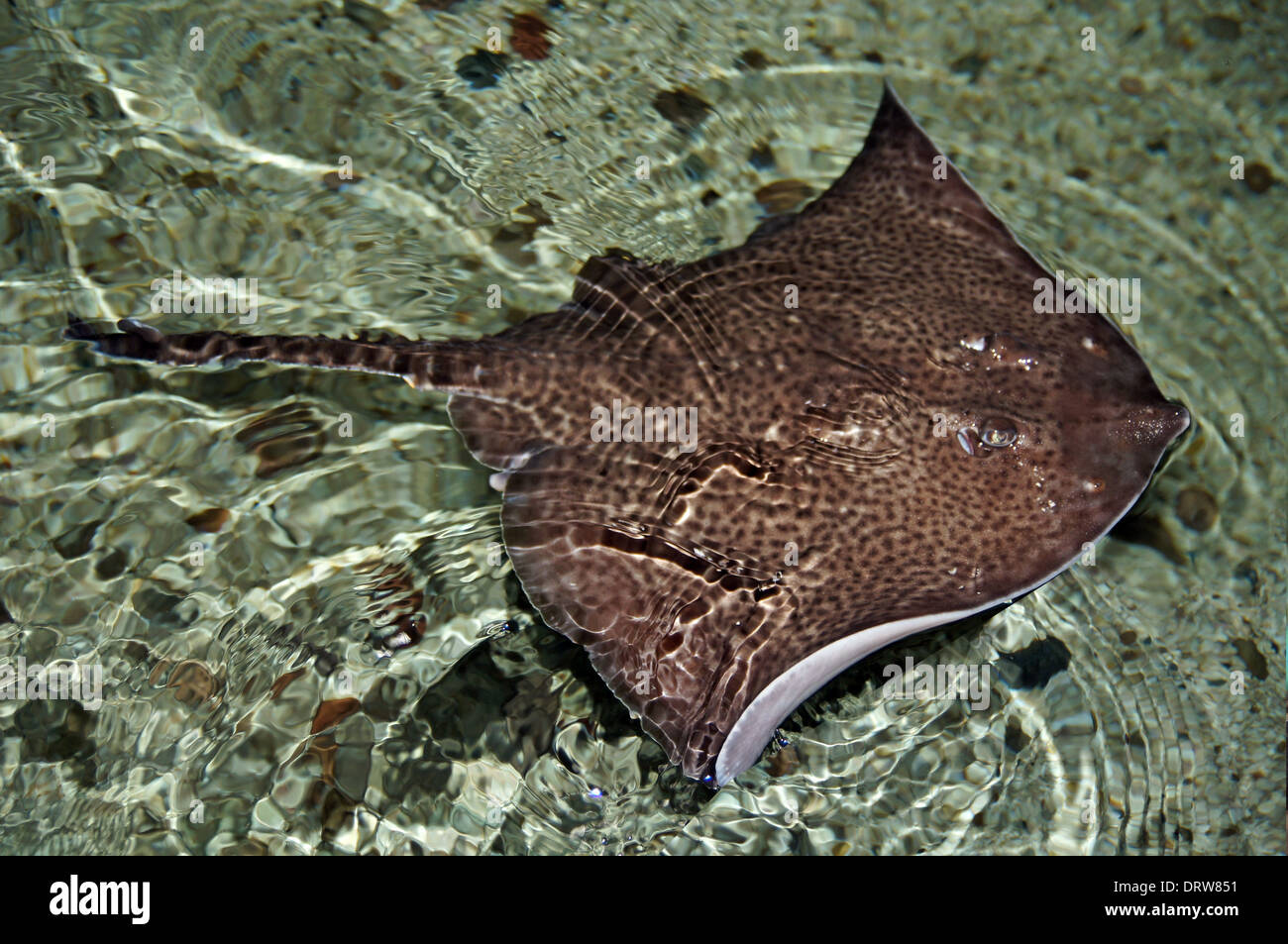 Batoidea hi-res stock photography and images - Alamy
