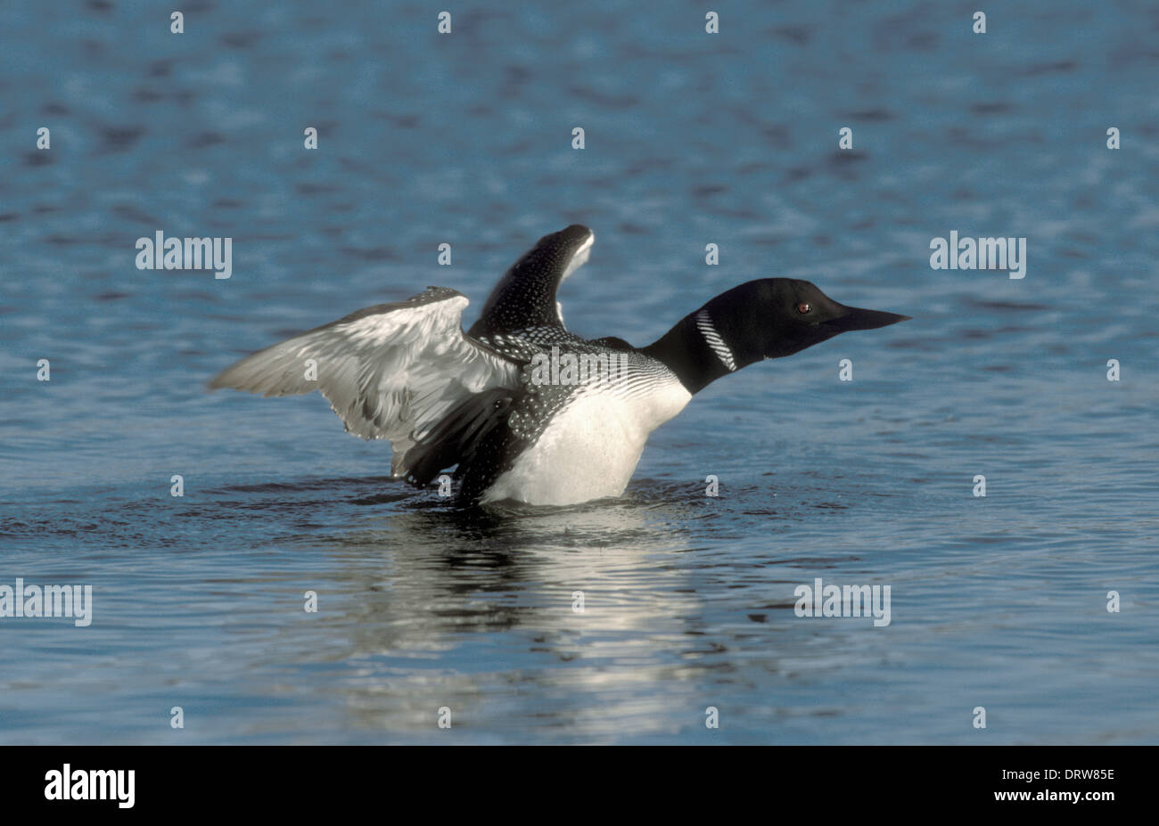 Great northern diver wings hi-res stock photography and images - Alamy