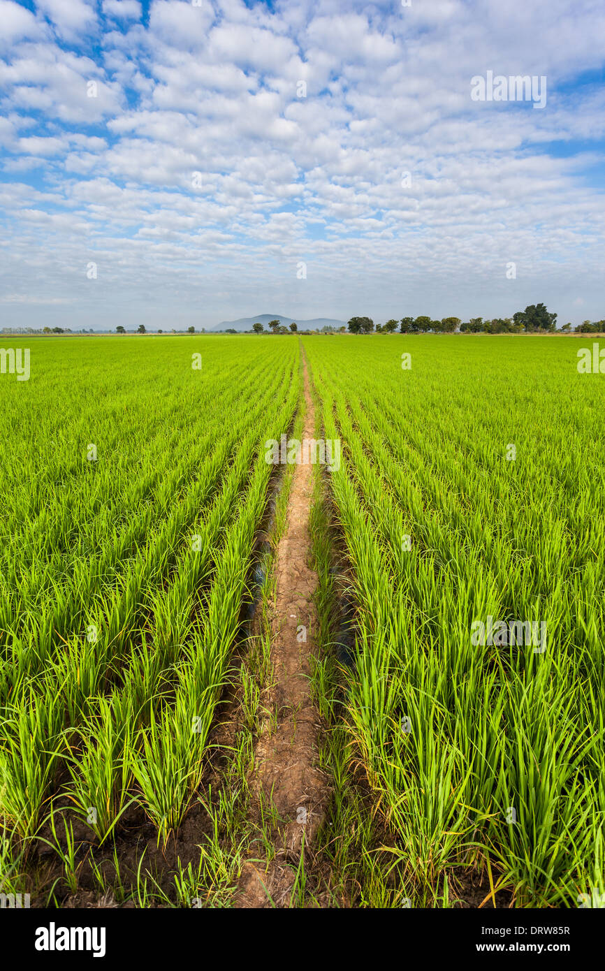 In Thailand in the countryside you will find a lot of rice fields Stock ...