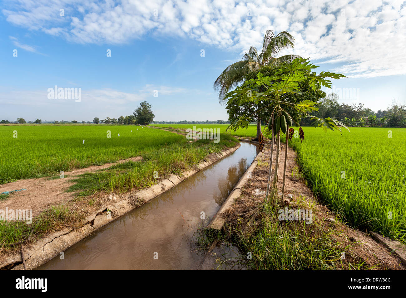 In Thailand in the countryside you will find a lot of rice fields Stock ...