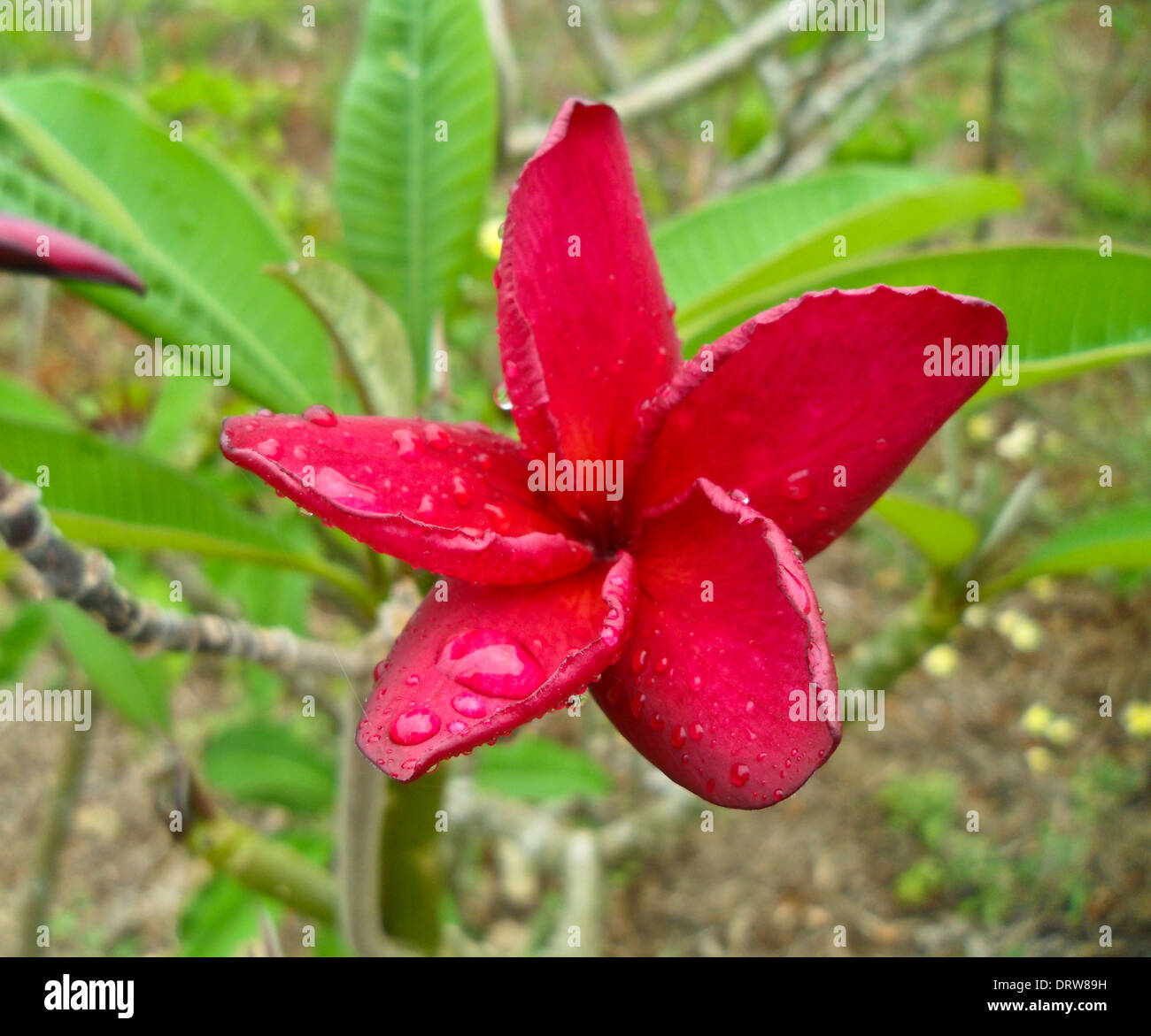 Frangipani flower icon hi-res stock photography and images - Alamy