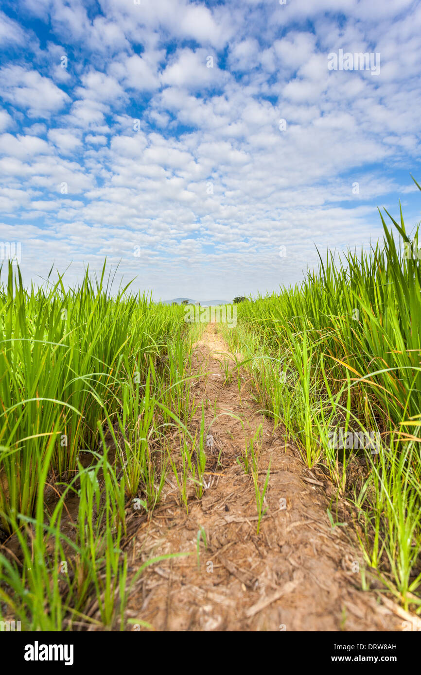 In Thailand in the countryside you will find a lot of rice fields Stock ...