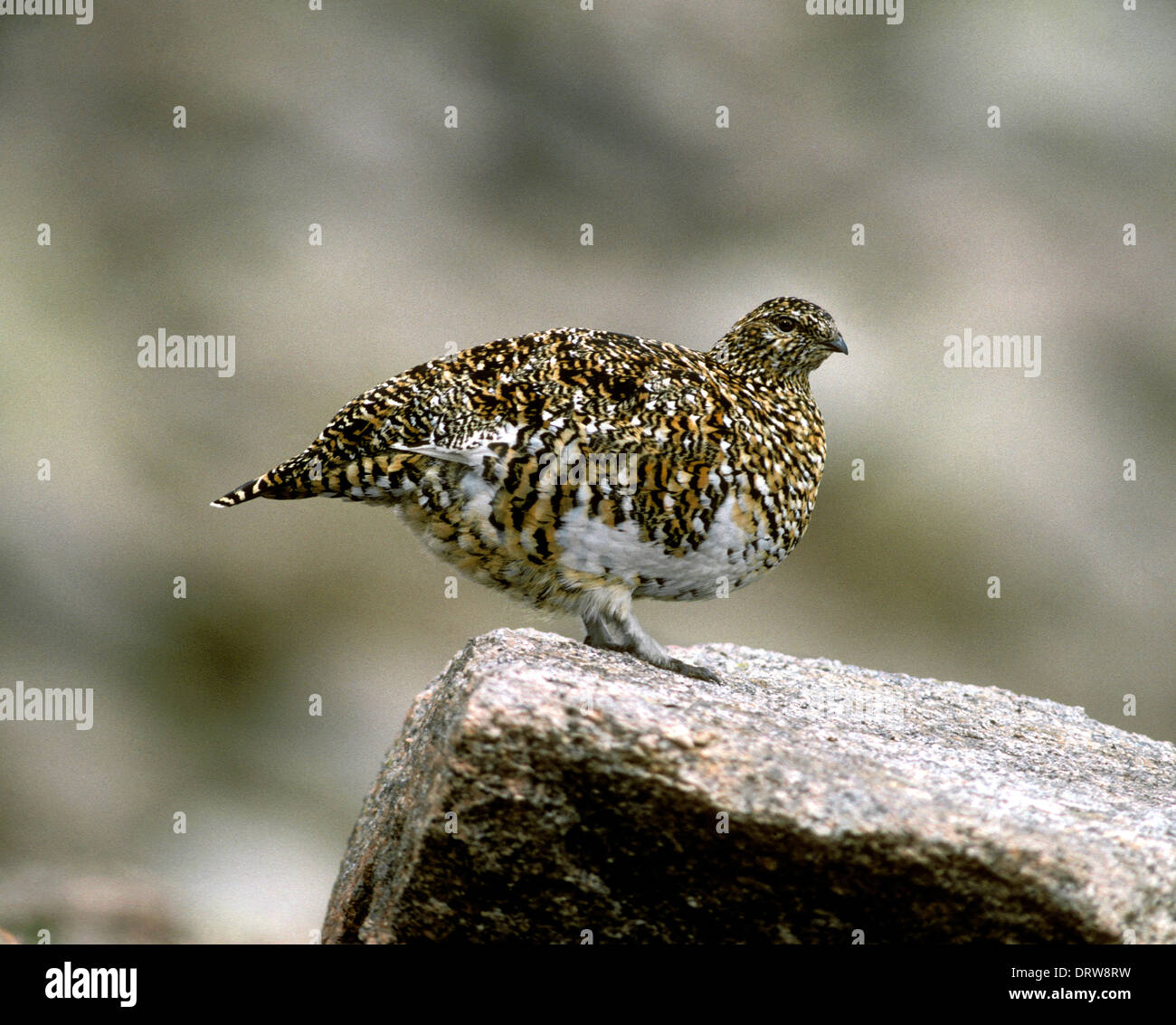 Ptarmigan Lagopus mutus - Female coming into summer plumage Stock Photo ...