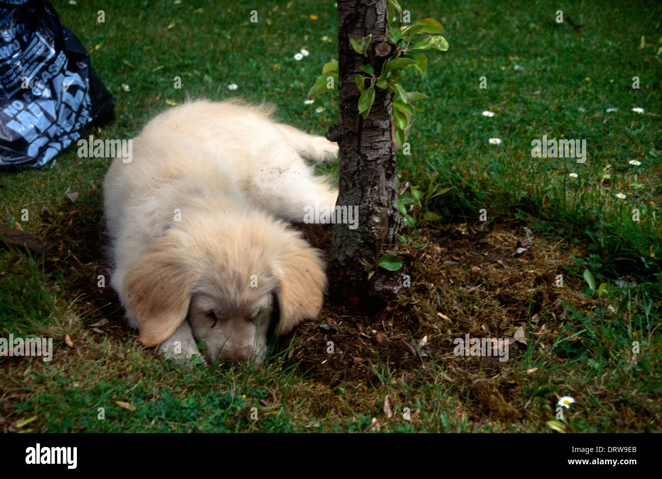 Golden Retriever Puppy Digging Eight Weeks Old Stock Photo - Alamy