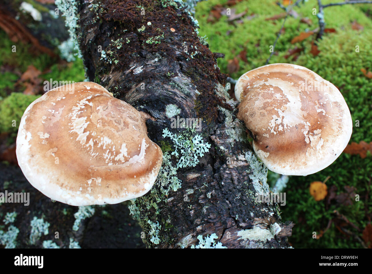 Bracket fungus growing on fallen oak tree Stock Photo - Alamy