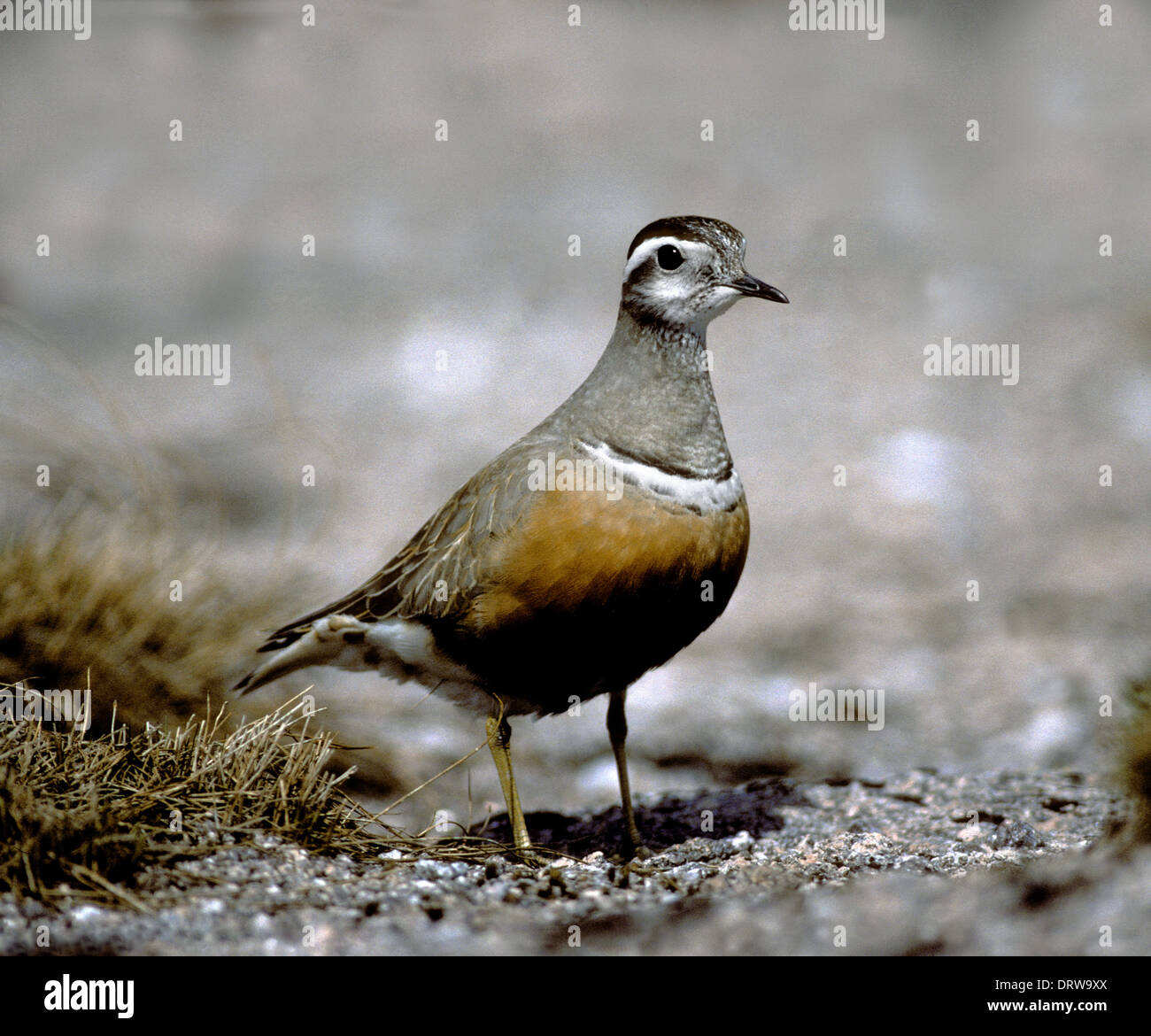 Summer plumage dotterel hi-res stock photography and images - Alamy