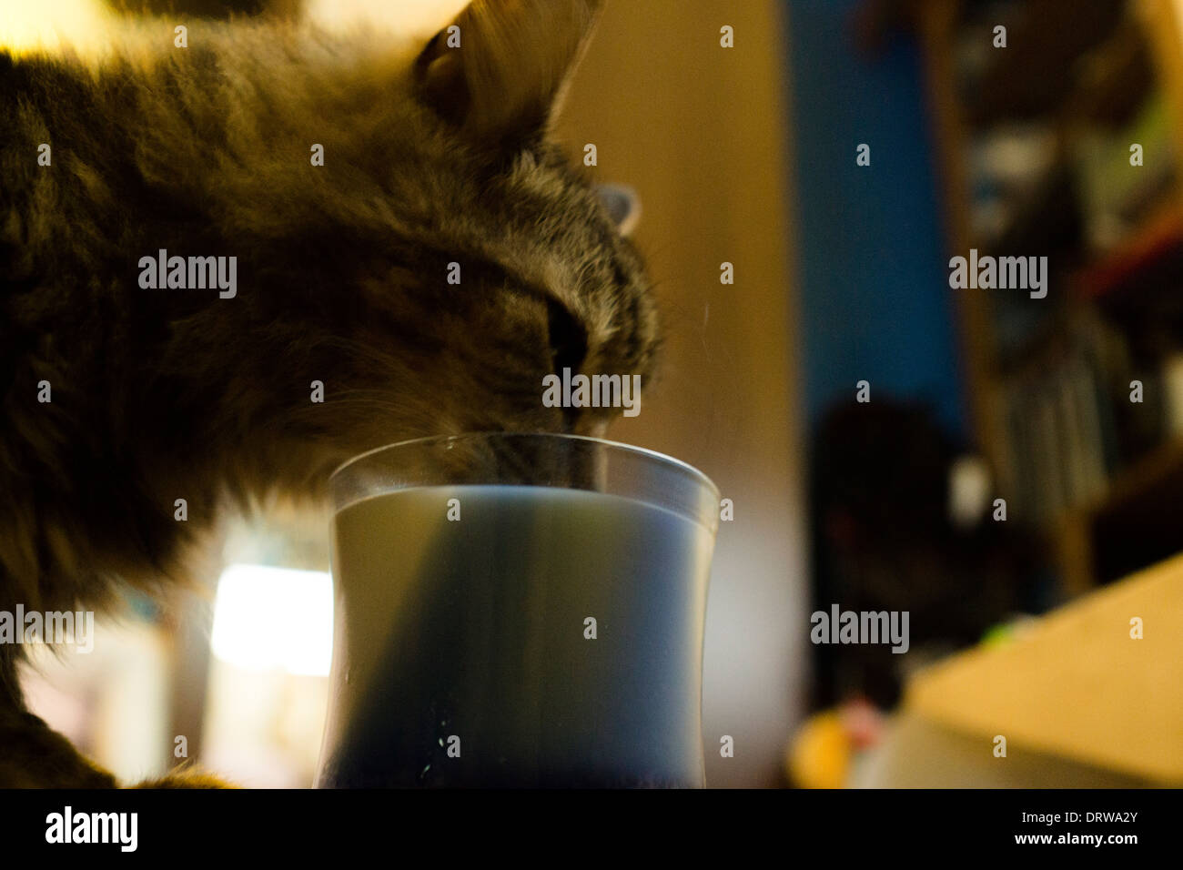 Milk cat hi-res stock photography and images - Alamy
