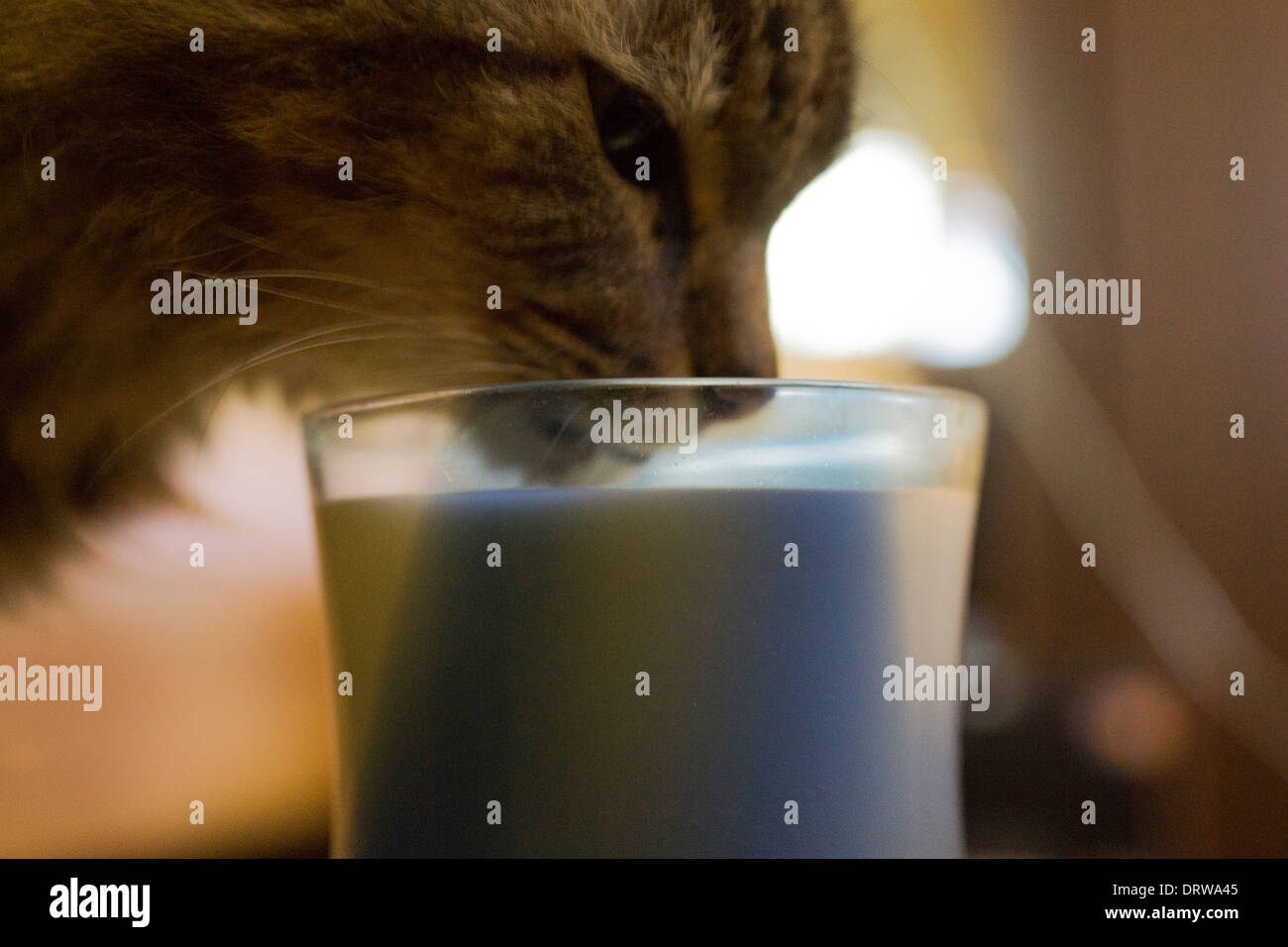 cat drinking glass of fresh milk Stock Photo - Alamy