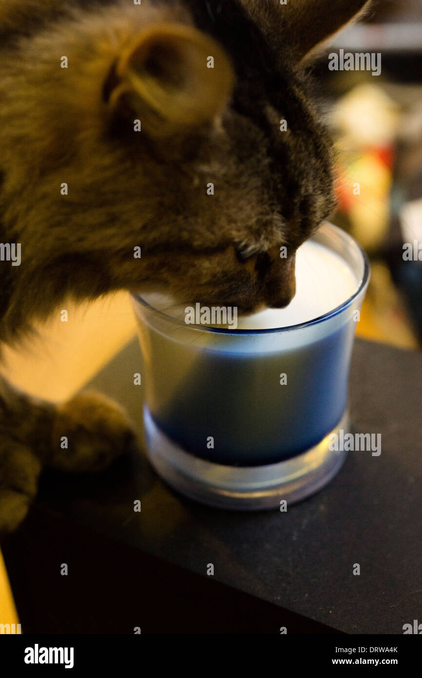 Milk cat hi-res stock photography and images - Alamy
