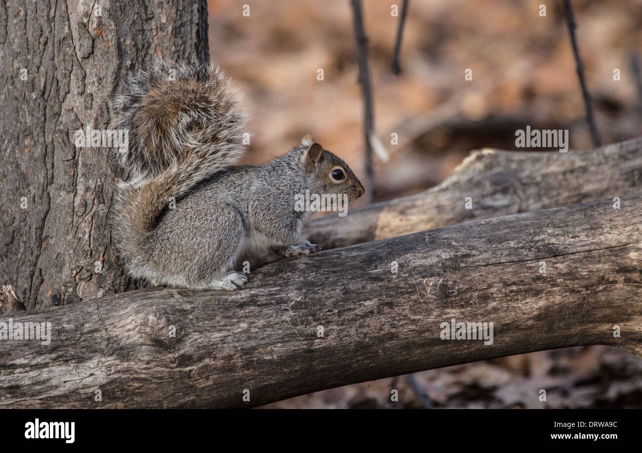 Squirrel on a log Stock Photo - Alamy