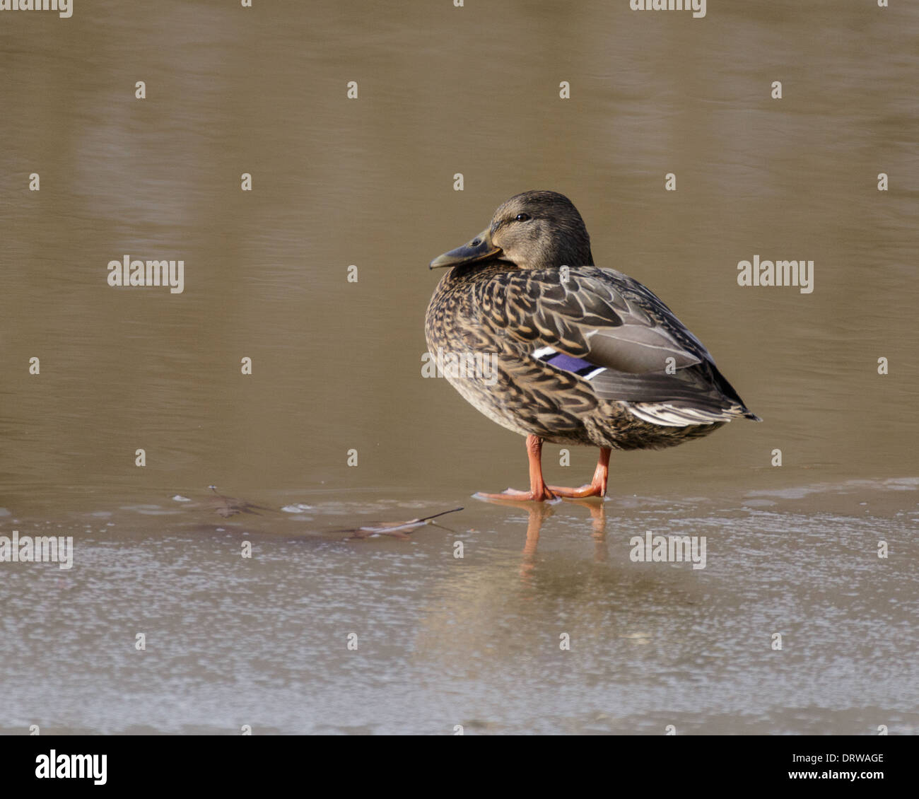 Female Wild Duck Stock Photo - Alamy