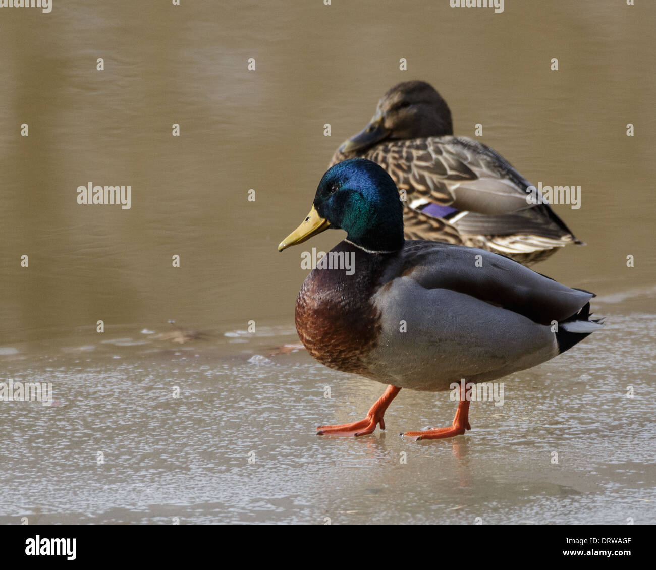 Wild ducks hi-res stock photography and images - Alamy