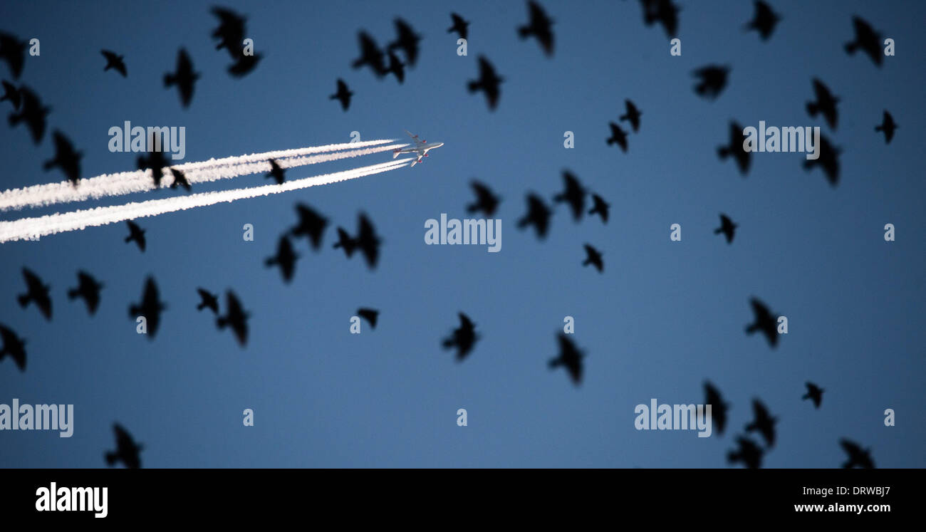 Aberystwyth, Wales, UK. 2nd February 2014 A murmuration of starlings ...