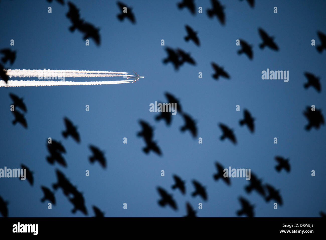 Aberystwyth, Wales, UK. 2nd February 2014 A murmuration of starlings ...