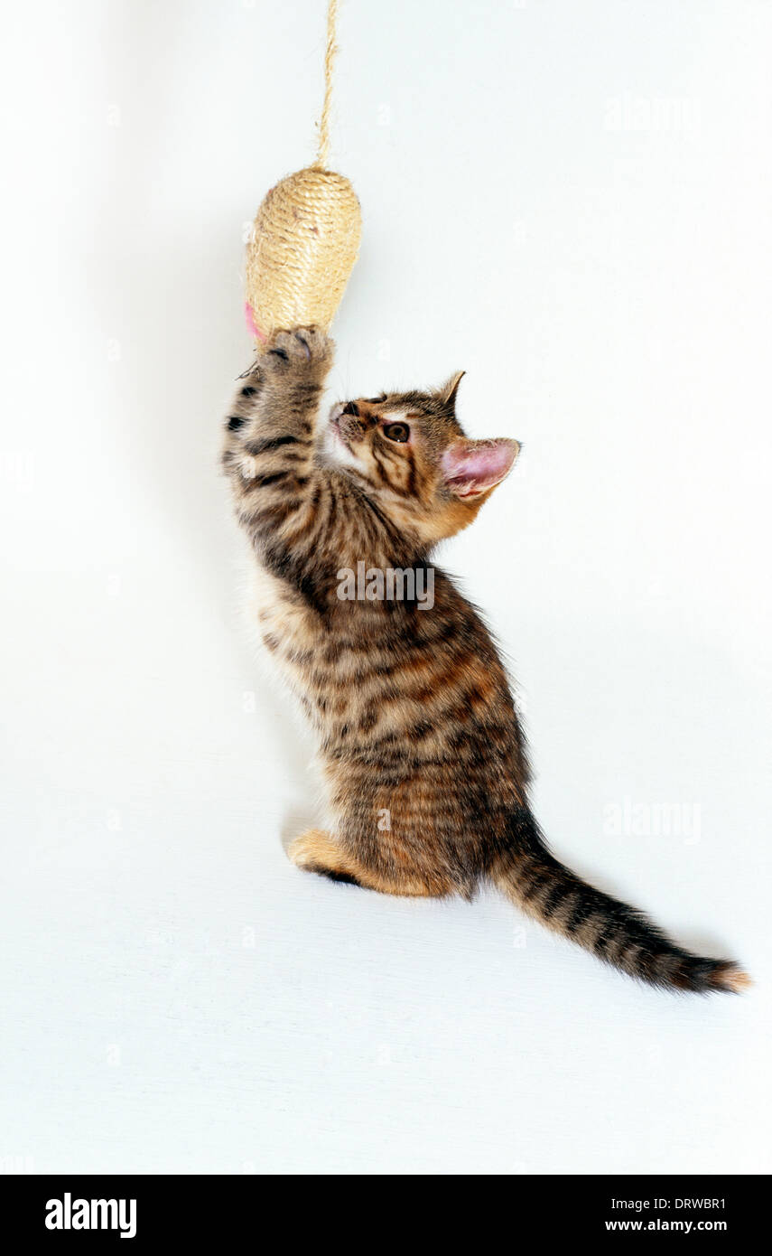 Domestic tabby cat playing mouse hi-res stock photography and images ...