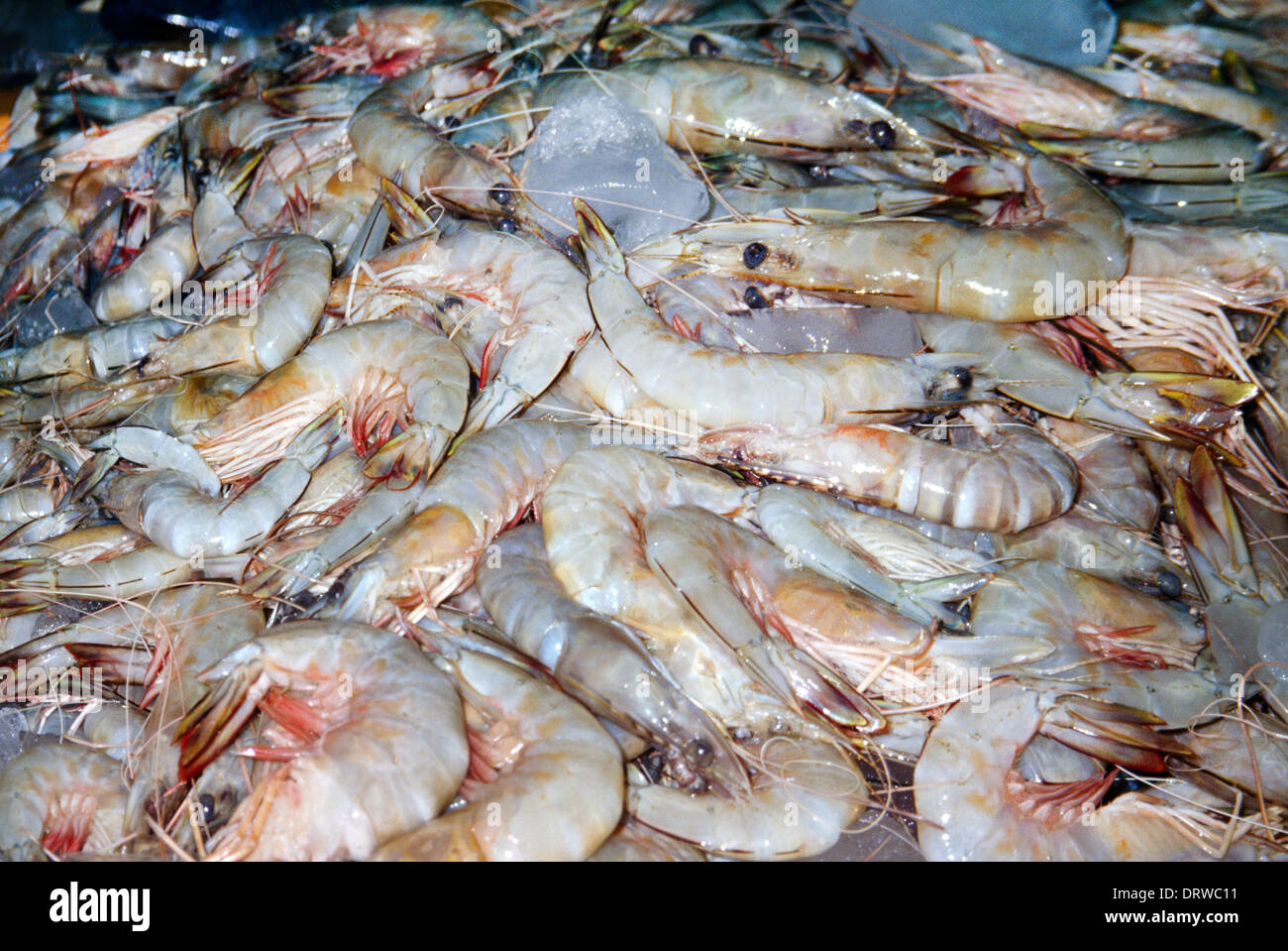 Dubai UAE Fish Souk Prawns Stock Photo - Alamy
