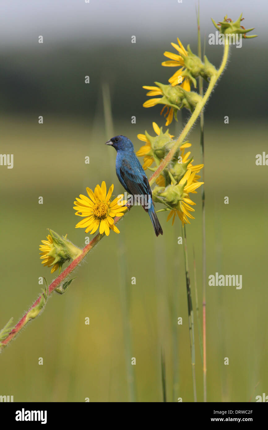 indigo bunting on flowering compass plant prairie Ohio Stock Photo - Alamy