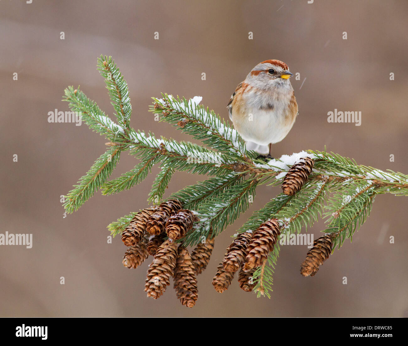 American tree sparrow in winter setup Stock Photo - Alamy